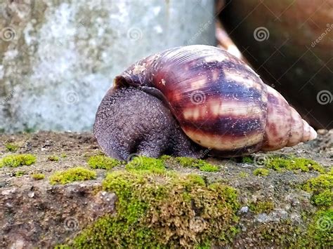 Close Up Shot Of The Giant African Land Snail Lissachatina Fulica