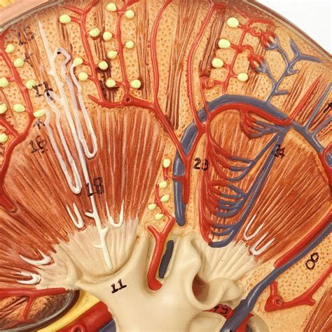 The Nephron Model