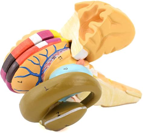 Buy Anatomy Human Brain Model Brain Intracerebral Sac And Basal Ganglia Model Human