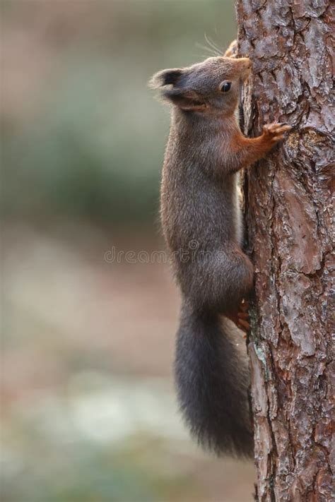Red Squirrel In A Forest Stock Image Image Of Natural 332674849