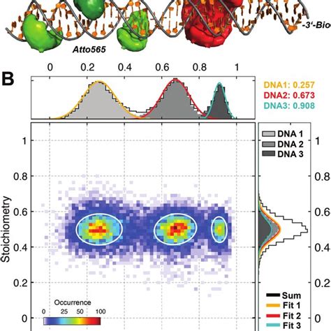 Characterization Of Dsdna Oligonucleotides Serving As Fret Standards