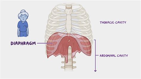 Video Anatomy Of The Diaphragm Osmosis