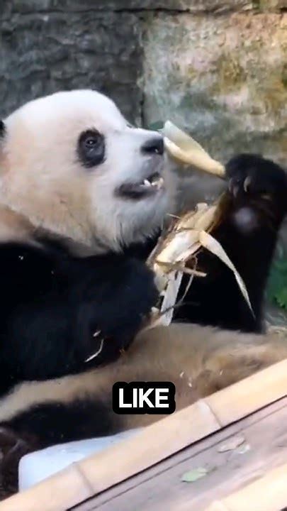 Can Pandas Communicate With Humans Panda Shortvideo Shorts Youtube