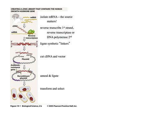 Solved If You Created A Cdna Library As Illustrated In The