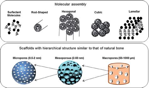 Molecular Assembly And Different Levels Of Pores Created To Design Download Scientific Diagram