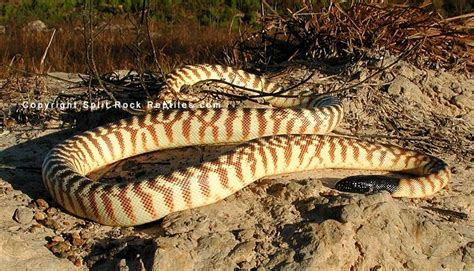 Blackheaded Python Collection Splitrock Reptiles