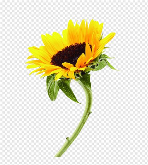 일반적인 해바라기 식물 해바라기 수채화 그림 해바라기 해바라기 씨 Png Pngwing
