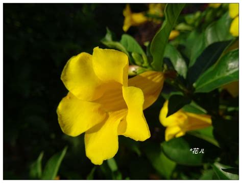 夏日 金香藤の花開 花ㄦ Blog udn部落格