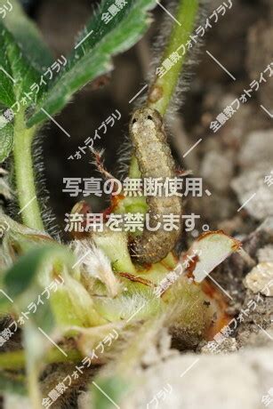 ハスモンヨトウ イチゴ 幼虫 全農教フォトライブラリ