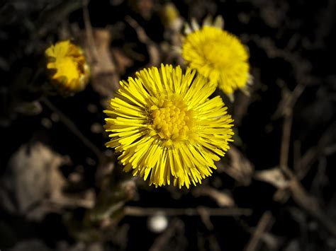 2017 04 12 • Мать и мачеха • ежедневная картинка