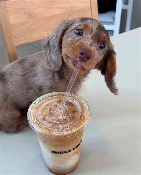 Пин от пользователя 𝒞𝒽𝓇𝒾𝓈𝓉𝒾𝓃𝒶🧸 на доске ~♡ в 2025 г Щенки таксы Питомец Детеныши животных