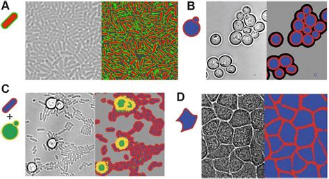 Segmentation Of Different Cell Types Using The Same Method A E Coli