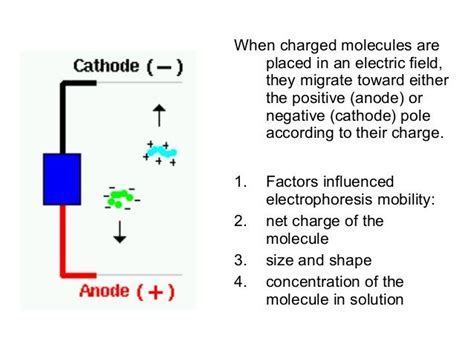 Cathode Is Positive Or Negative Gavin Gray