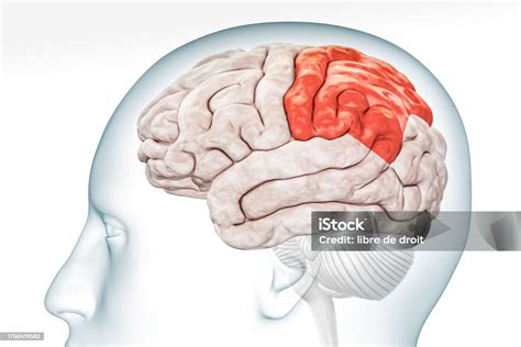 Cerebral Cortex Parietal Lobe In Red Color Profile View With Body