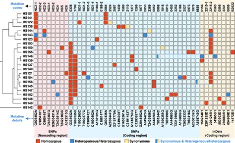 Genomic Mutations In 23 Evolved Synechococcus Strains With Improved