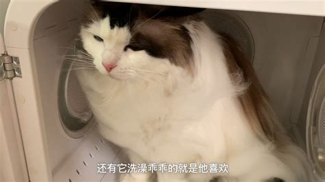 挑战最乖猫猫 毛绒绒和碎碎念 毛绒绒和碎碎念 哔哩哔哩视频