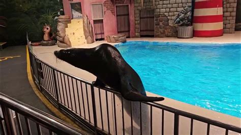 2023 12 24 에버랜드 씨라이언 빌리지 애니멀톡 Youtube