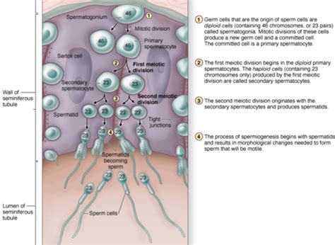 Week 2 Lecture And Chs 6 9 Cell Biology Flashcards Quizlet