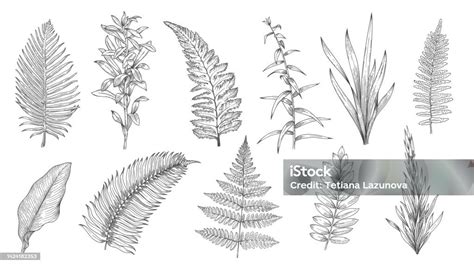 2208m10i015n014sc15620293106 산림 식물 스케치 손으로 그린 잔디와 빈티지 식물 장식 컬렉션 허브 및 나뭇잎 디자인 요소 벡터 단색 절연 세트 양치