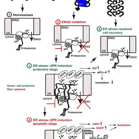 model of mutant htt aggregation and the genesis of er stress and