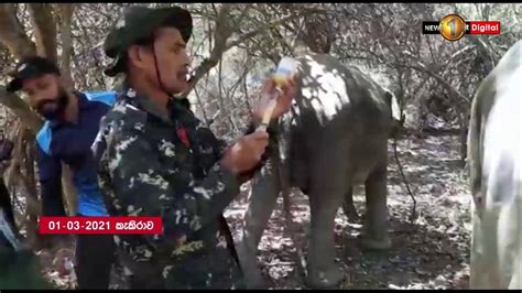 හක්ක පටස් කෑ වන අලි පැටවා බේරාගත් මෙහෙයුම Youtube