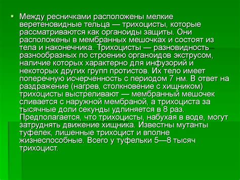 Инфузория туфелька презентация онлайн
