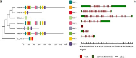 Distribution Of Exonintron By Gsds Database A And Conserved Myosin Download Scientific