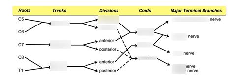 Brachial Plexus Diagram Written Out Diagram Quizlet