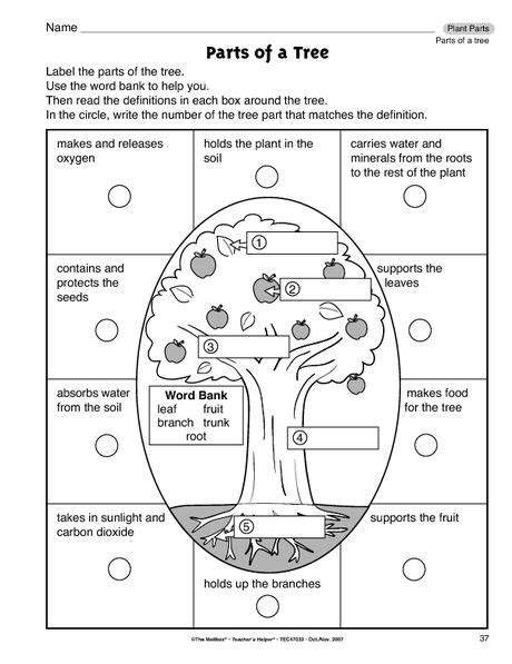 Science Worksheet Parts Of A Tree The Mailbox Science Worksheets Book Activities Word Bank
