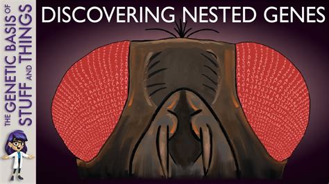 the discovery of nested genes more than meets the fly youtube