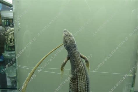 北草蜥 Takydromus septentrionali 物种库 国家动物标本资源库