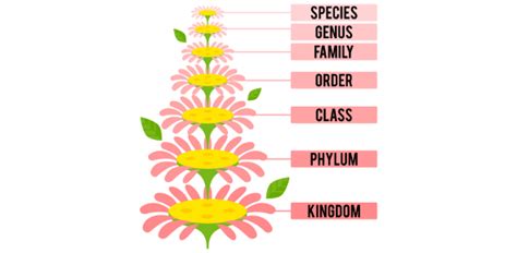 A Fun Binomial Nomenclature Quiz Quiz And Trivia