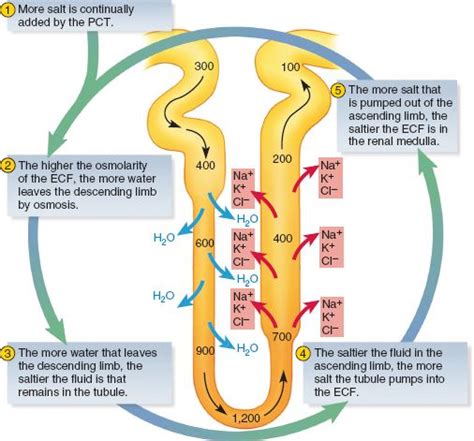 The Nephron Acts As A Countercurrent Multiplier By Continually Recapturing Salts And Return Them
