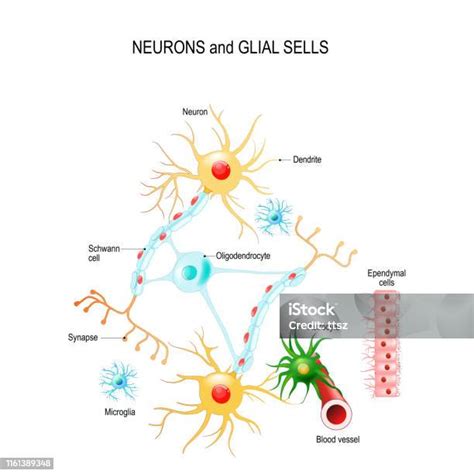 Neuronen Und Gliazellen Im Gehirn Stock Vektor Art Und Mehr Bilder Von