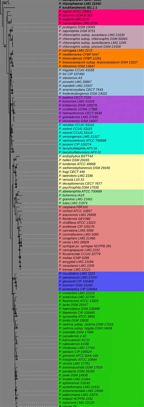 maximum likelihood phylogenetic tree based on a ~650 bp fragment of the