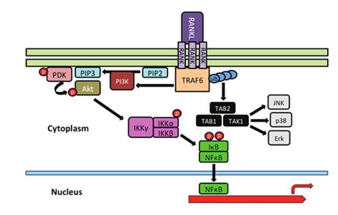 Rank Rankl Osteoclastogenesis Signaling Pathway Pip2 Download
