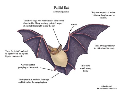 Bat Pallid Exploring Nature