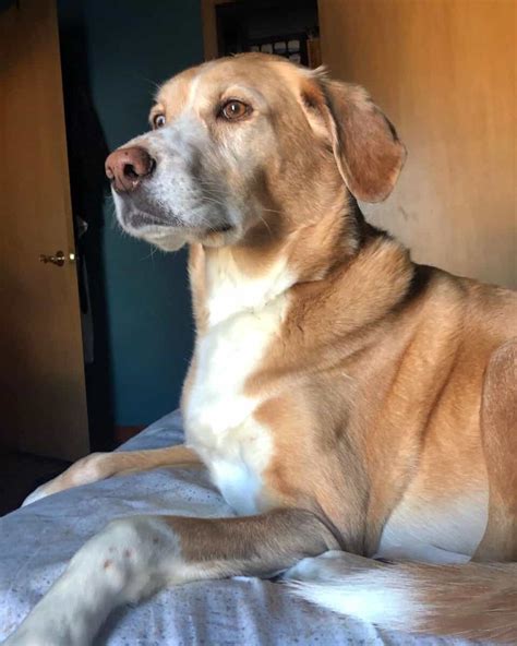Irish Setter Mixes 9 Unique Crossbreeds To Brighten Your Day