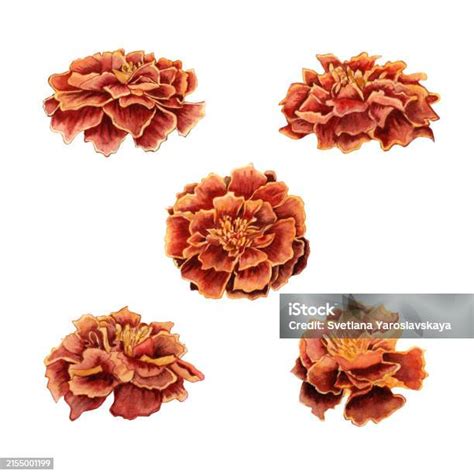 금잔화 플라워 헤드 컬렉션 Tagetes 꽃 식물 요소 흰색 배경에 고립된 수채화 그림입니다 죽은 자의 날 상징 멕시코 축하