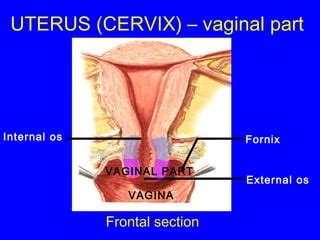 Female Reproductive System Ppt