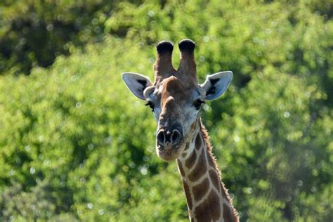 Premium Photo Giraff