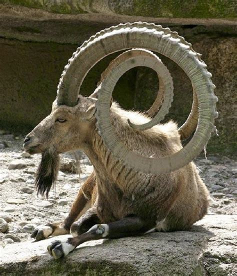 330 Best Ibex Images On Pholder Nature Is Fucking Lit Natureismetal