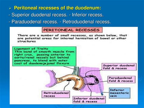 Ppt Duodenum Powerpoint Presentation Free Download Id 5474991