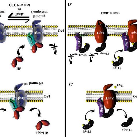 Model Of Substrate Transport By Prototypical Tonb Dependent Receptor