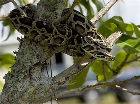 Pygmy Python The Animal Facts Appearance Diet Habitat Behavior Pygmy Python The Animal Facts Appearance Diet Habitat Behavior
