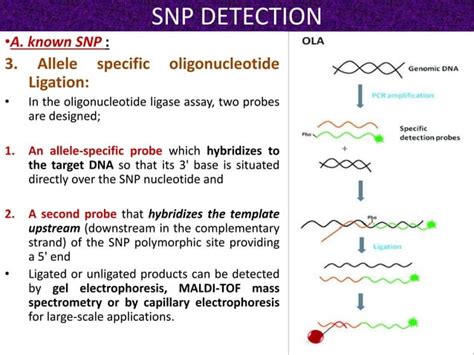 Ppt Snp Detection Pptx