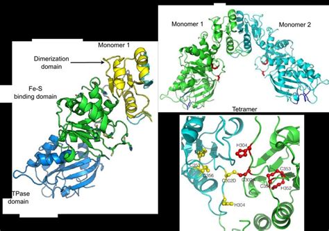X-ray structure of apo-HydF from Thermotoga neapolitana. Representation ...