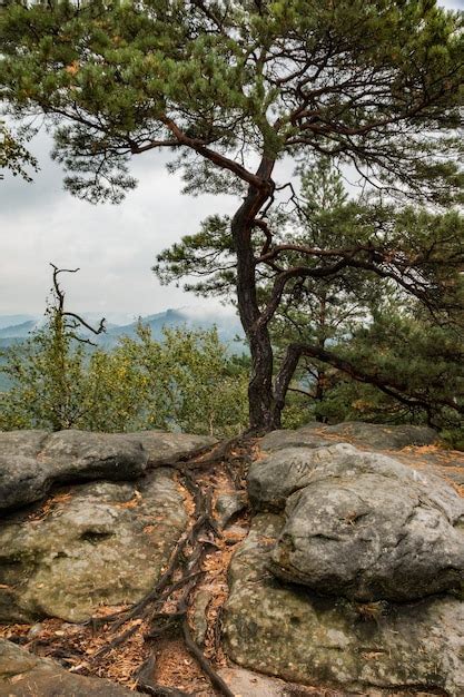 Premium Photo Trees And Rocks In Forest