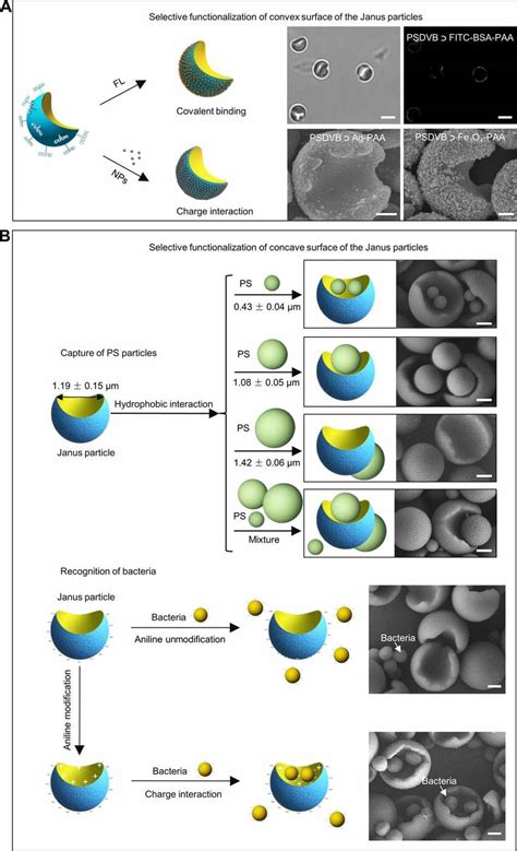 Selective Surface Functionalization Of The Janus Particles A