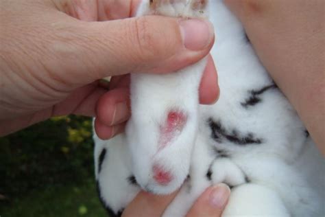 Pododermatite Du Lapin Symptômes Causes Et Comment La Soigner